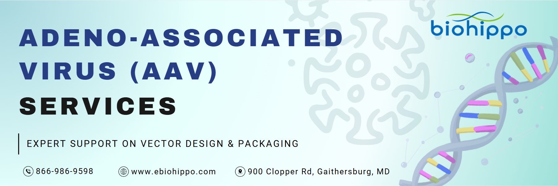 AAV Packaging Service | AAV Vector Production | Plasmid Preparation